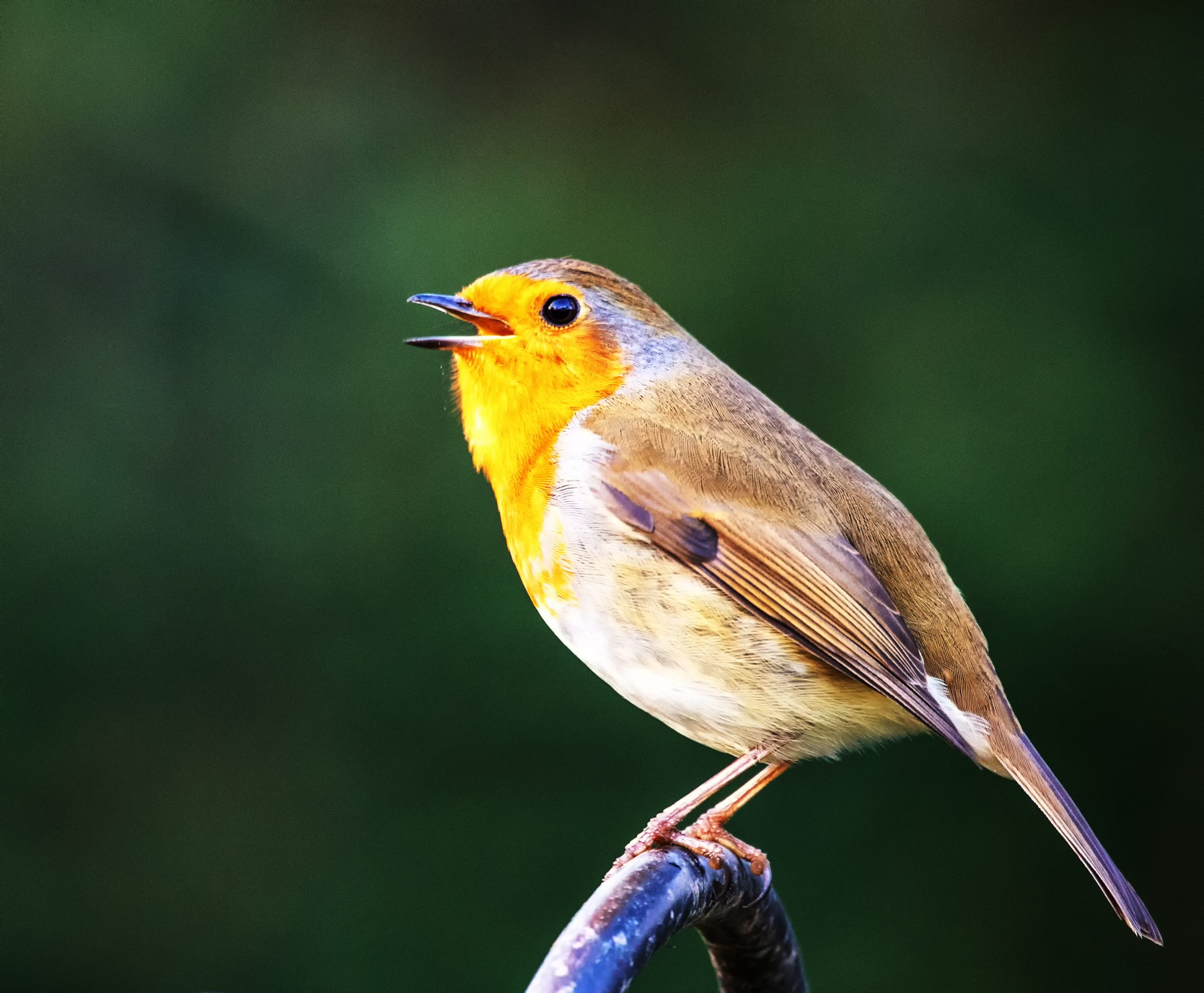 Birds - Martin Davis - Rinegate - Photography and Blog